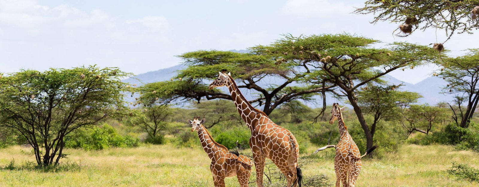 Mokolodi Nature Reserve | Sima Safari