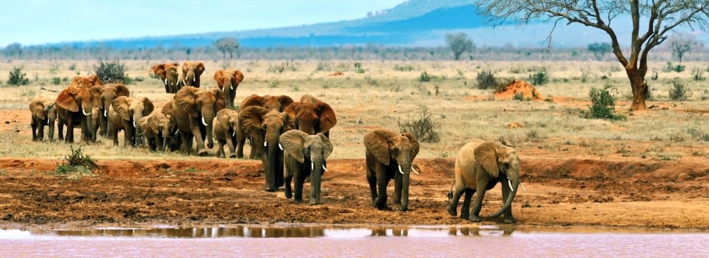TSAVO WEST NATIONAL PARK | Sima Safari