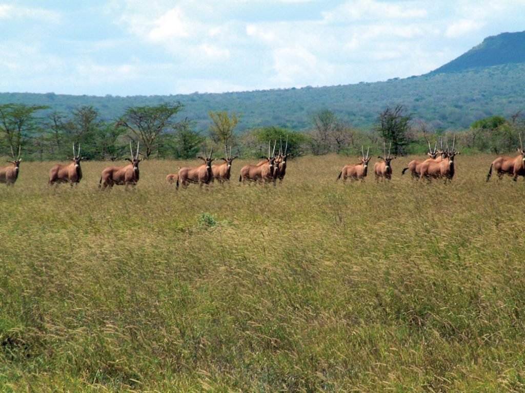 Mkomazi National Park | Sima Safari