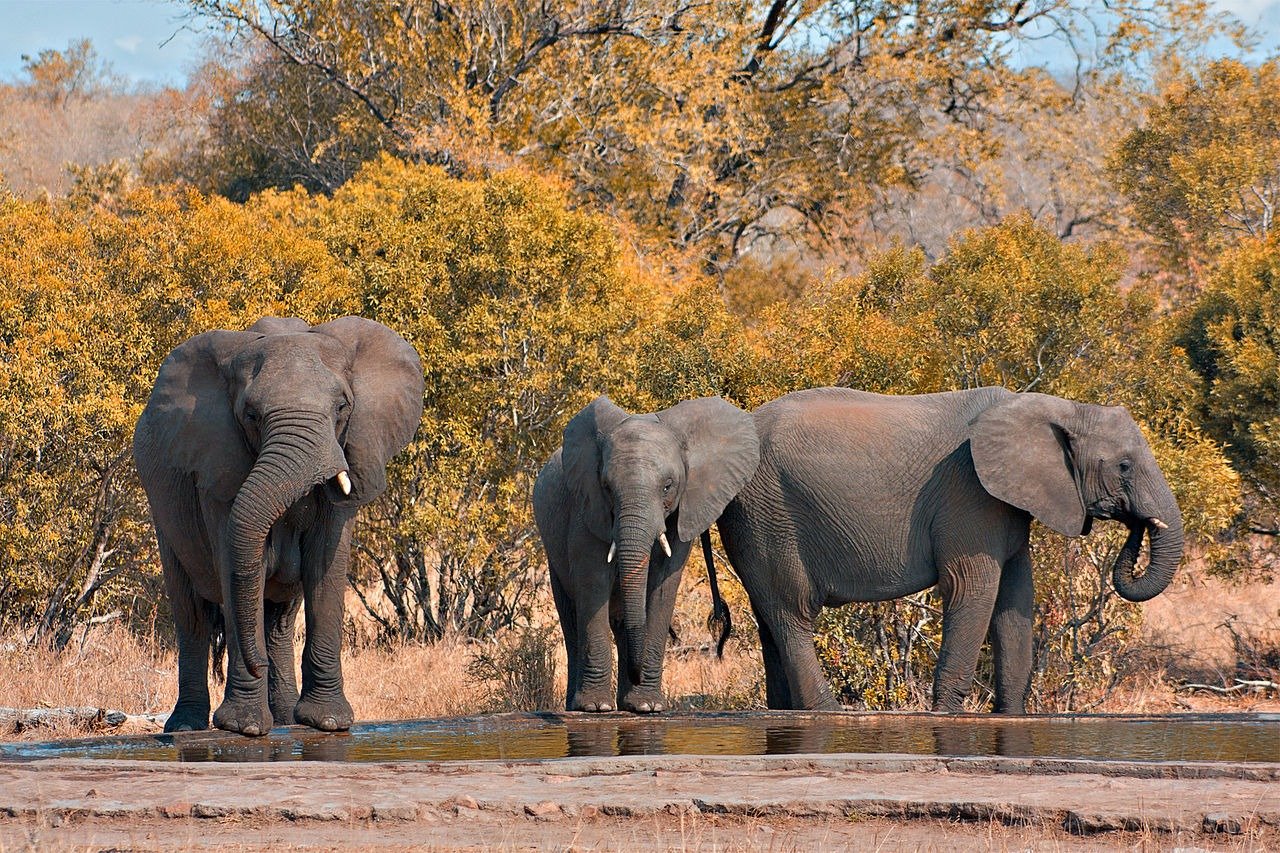 SOME INTERESTING FACTS ABOUT AFRICAN ELEPHANTS. | Sima Safari